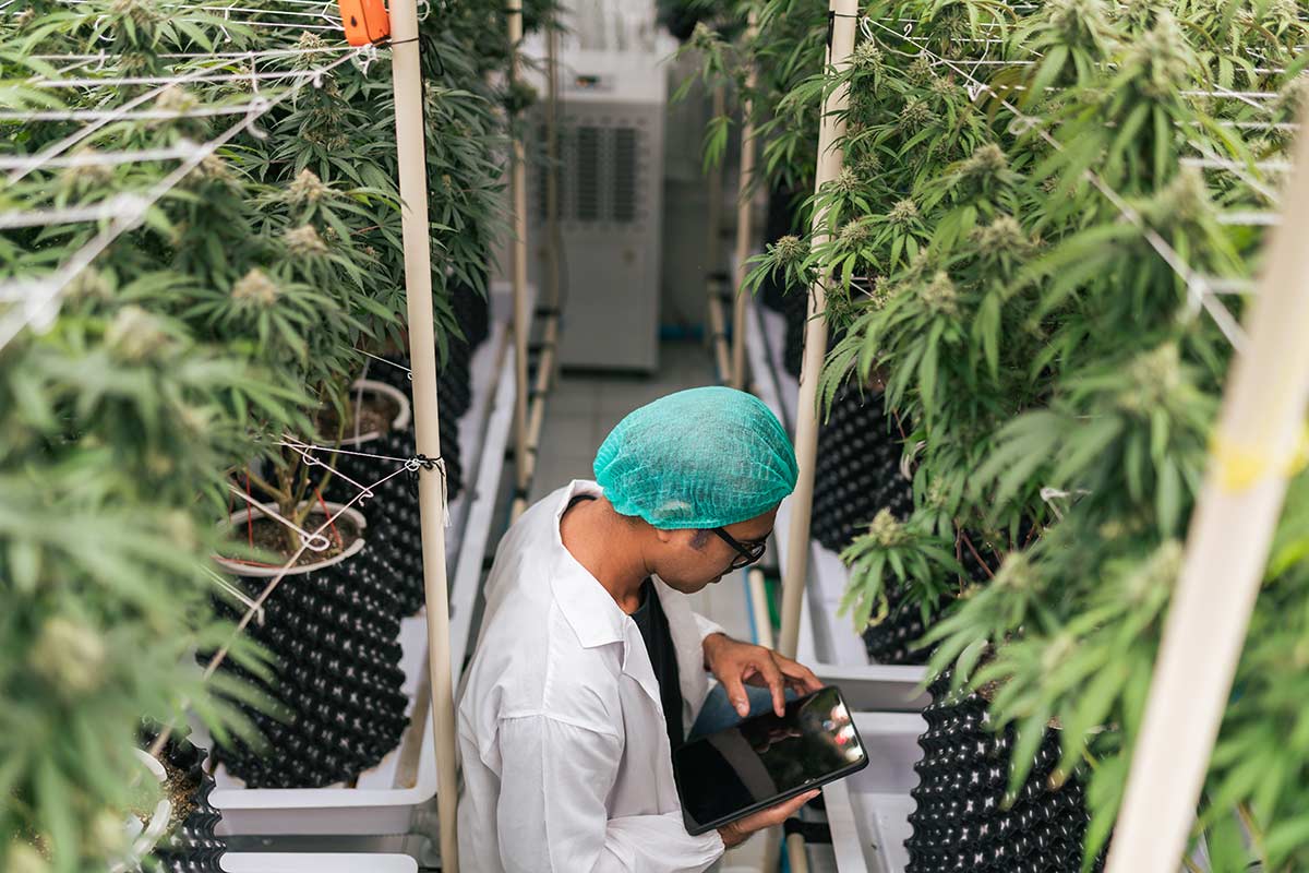 Mastering Microbial Recovery in Cannabis